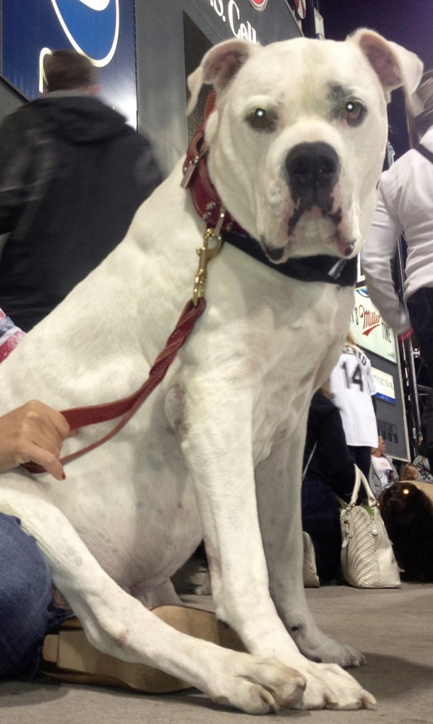 Dupree, South Loop Dog of the Week • South Loop Dog Park Action Cooperative